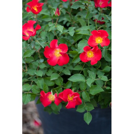 Screaming neon red - Bästa kvalitet, service & pris - Horto Green AB