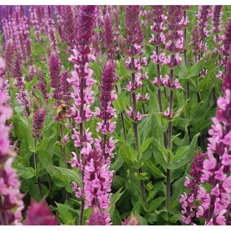 STÄPPSALVIA 'CARADONNA PINK' - Horto Green AB