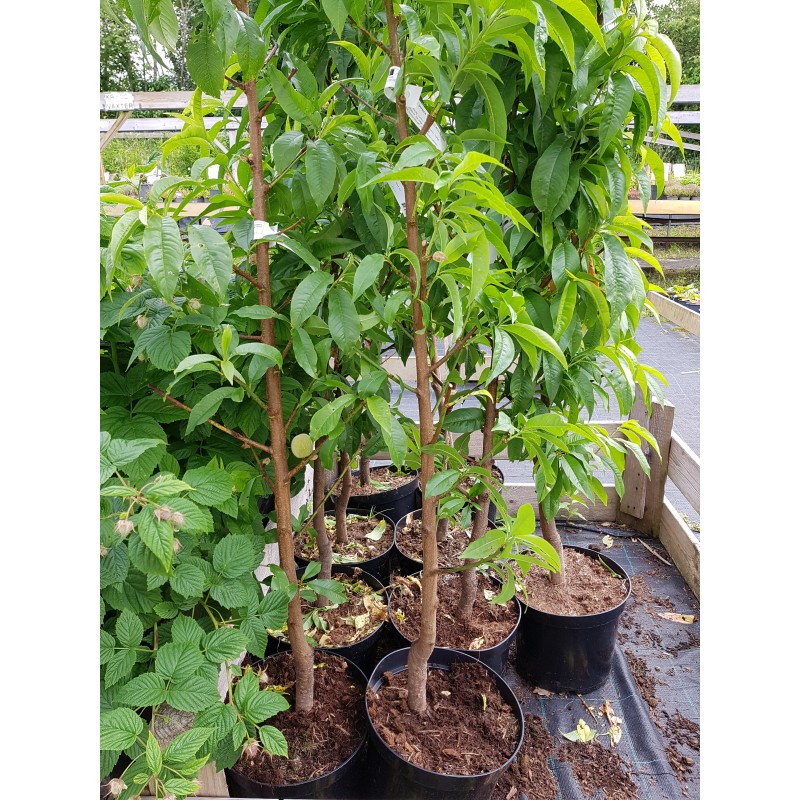 PERSIKA 'RIGA' (Slut för säsongen) - Horto Green AB