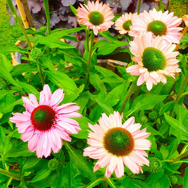 SOLHATT 'SUNSEEKERS BLUSH’ (Slut för säsongen) - Horto Green AB