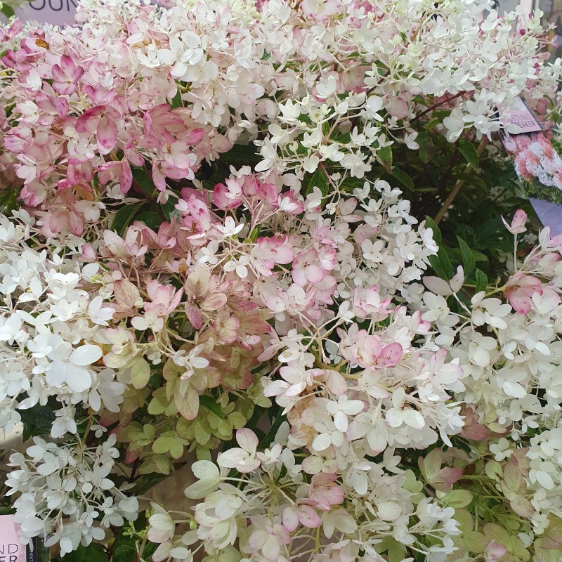 VIPPHORTENSIA GROUNDBREAKER® BLUSH buske - Horto Green AB