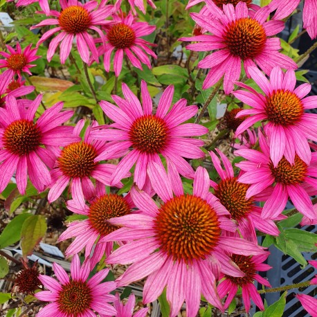 SOLHATT 'PINK SHIMMER' - Horto Green AB